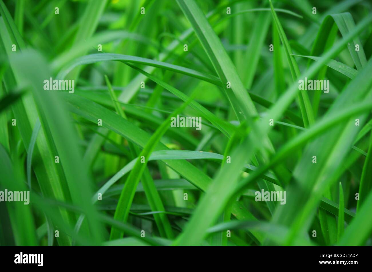 Growth grass hi-res stock photography and images - Alamy