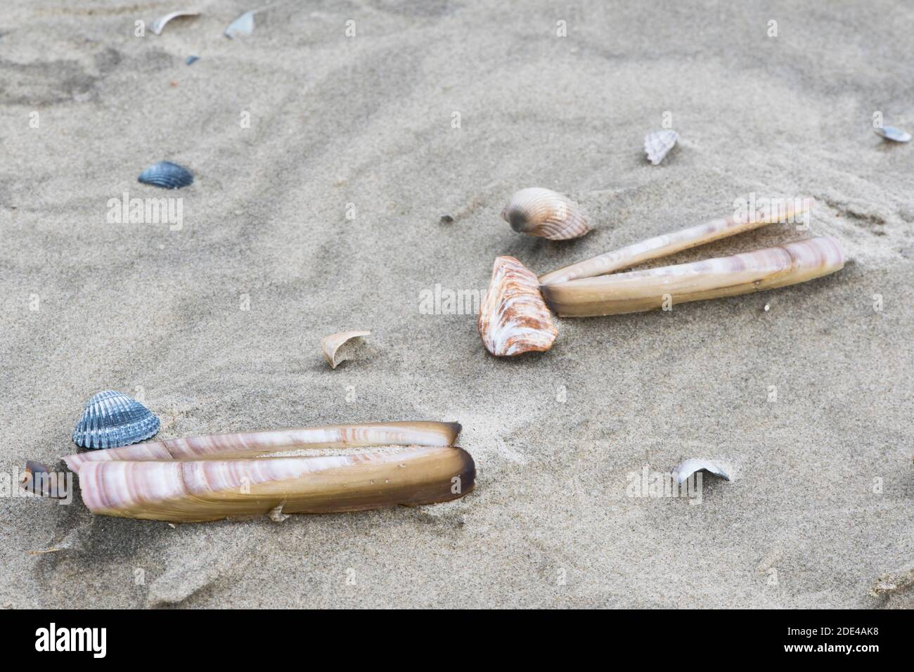 Sword razors (Ensis ensis) on the beach, Juist, Lower Saxony Stock ...