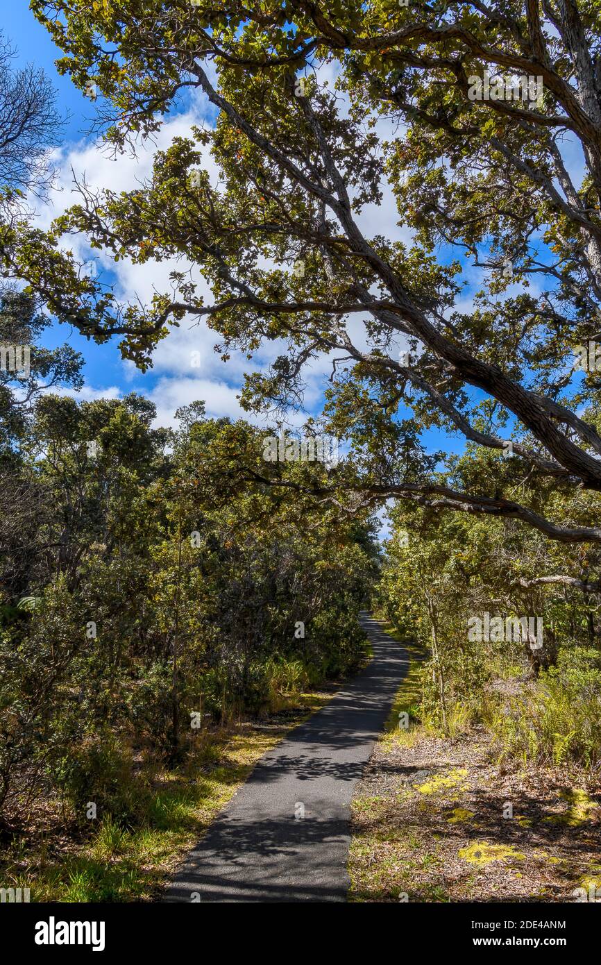 Devastation Trail, Hawaii, Hawai'i Volcanoes National Park, Big Island ...