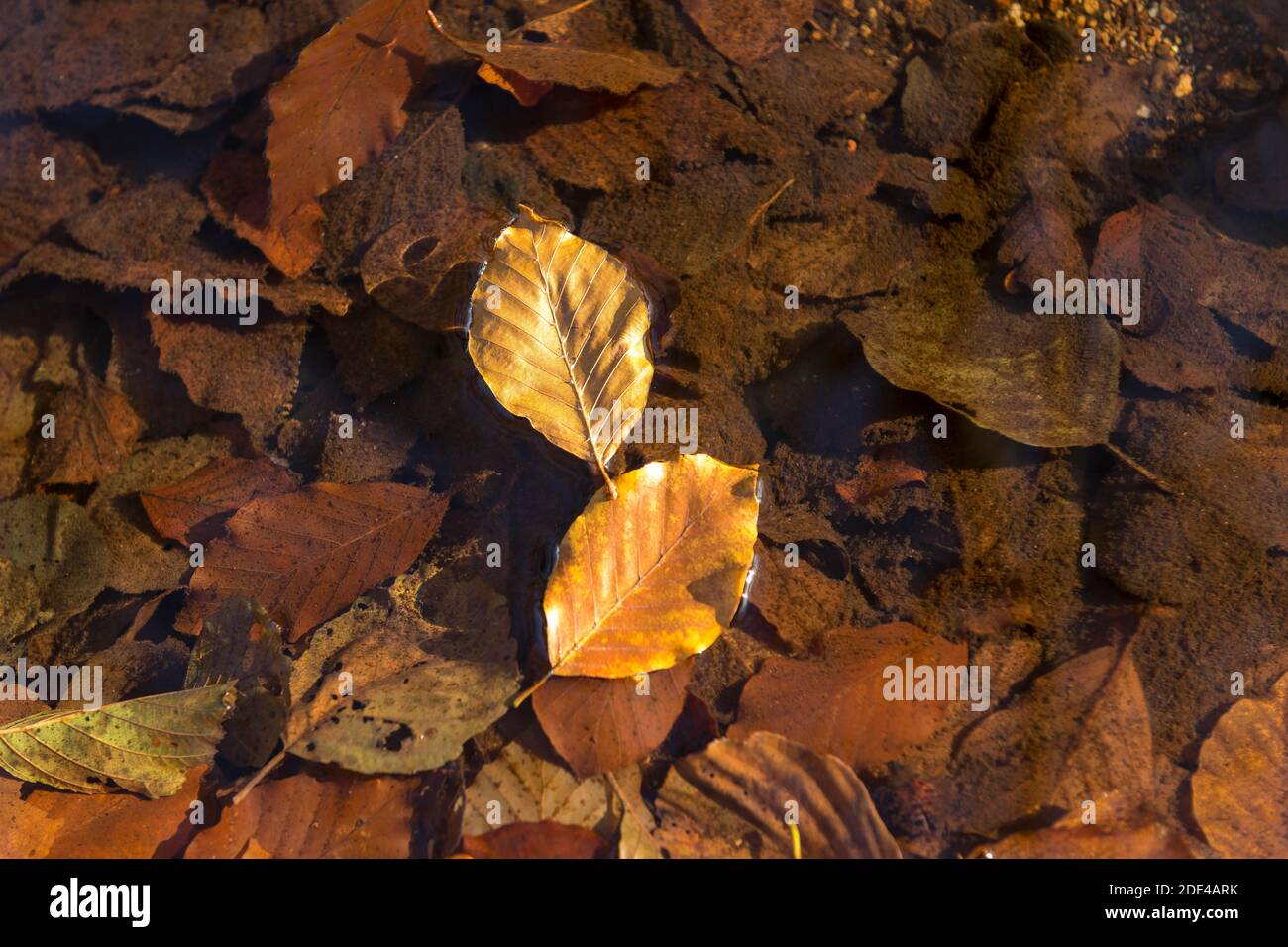 Leaf of a Common beech (Fagus Sylvatica) on the water surface Stock ...