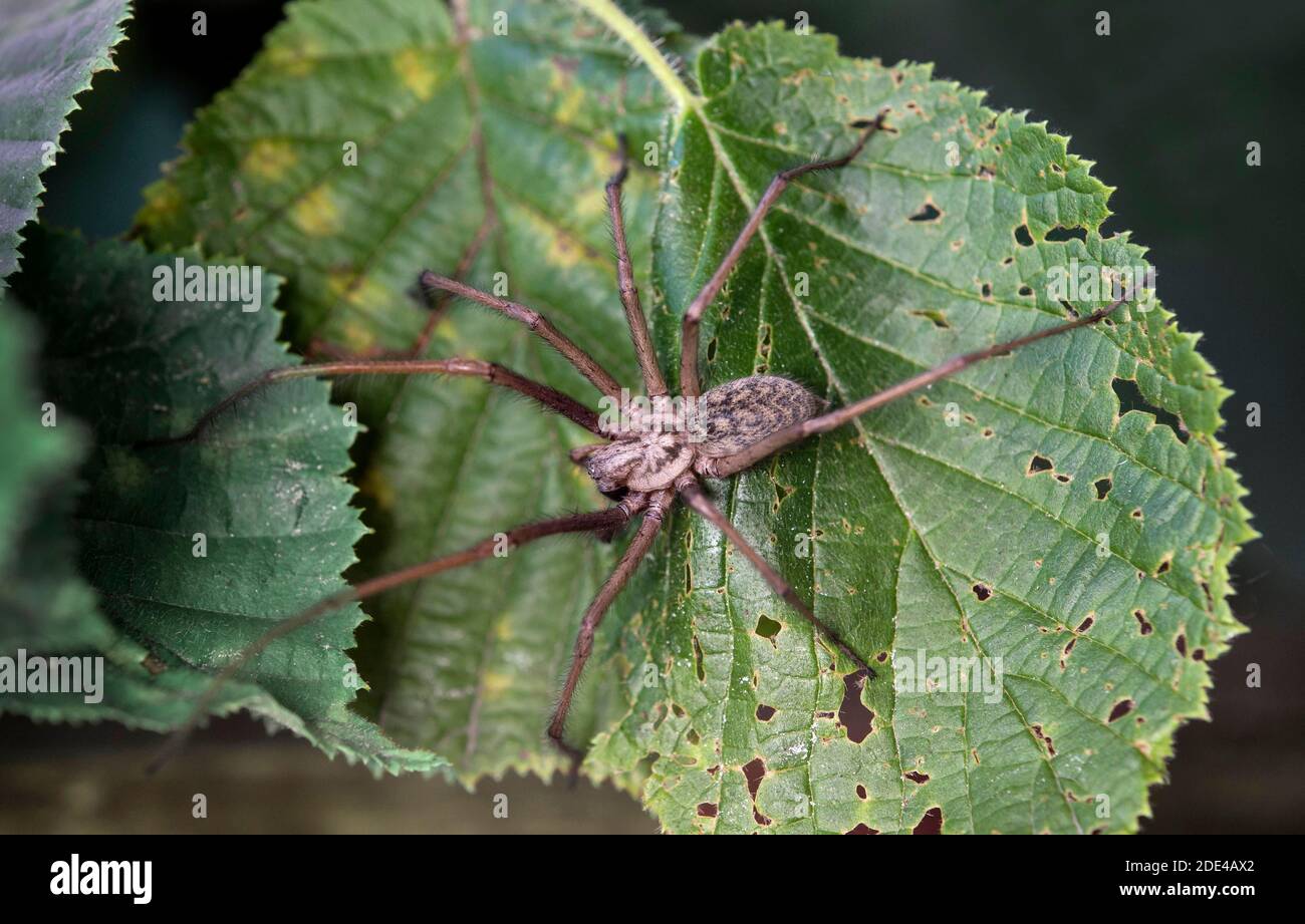 Giant house spiders hi-res stock photography and images - Alamy