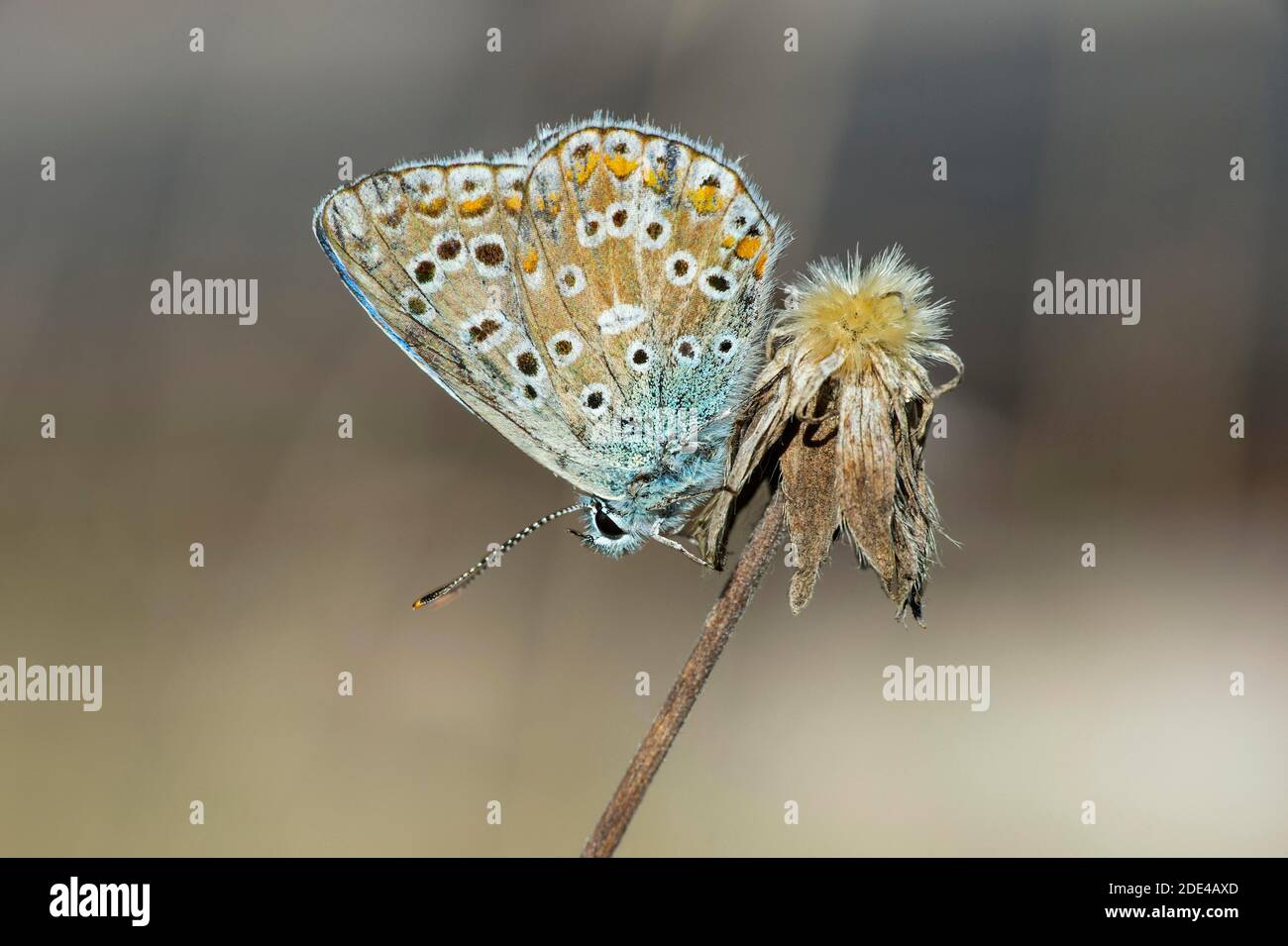 Wing underside hi-res stock photography and images - Alamy