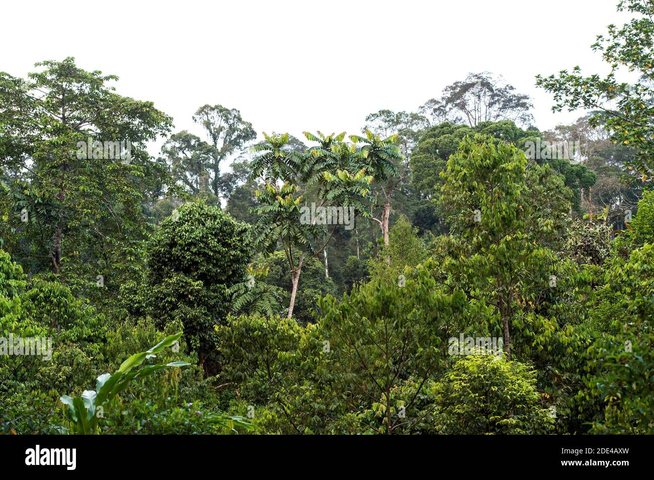 Tropical lowland rainforest, Danum Valley Conservation Area, Danum ...