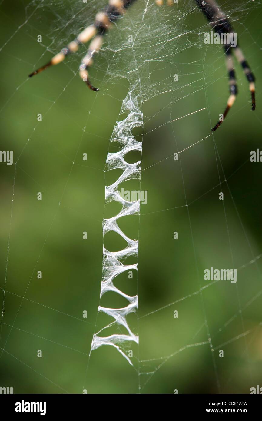 Web of the wasp spider (Argiope bruennichi) with vertical zigzag stabilimentum of spider silk ...