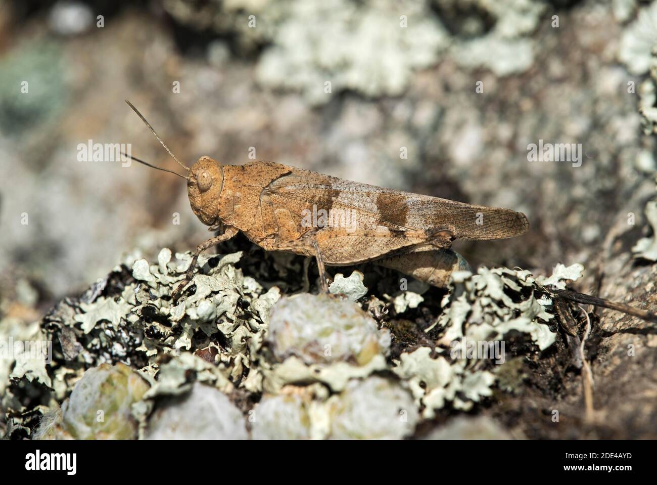 Oedipoda caerulescens hi-res stock photography and images - Alamy