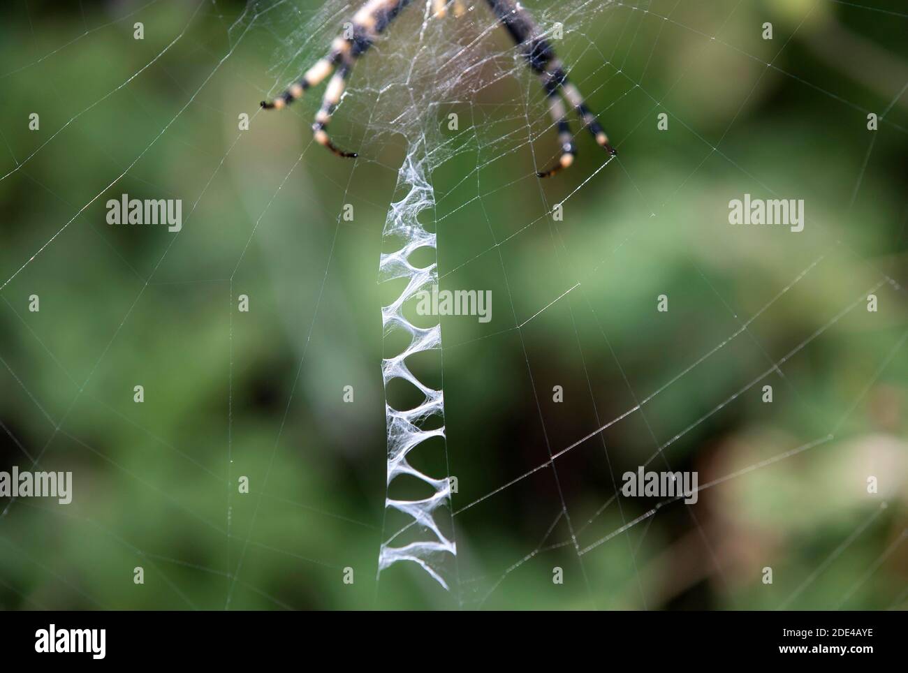 Web of the wasp spider (Argiope bruennichi) with vertical zigzag ...