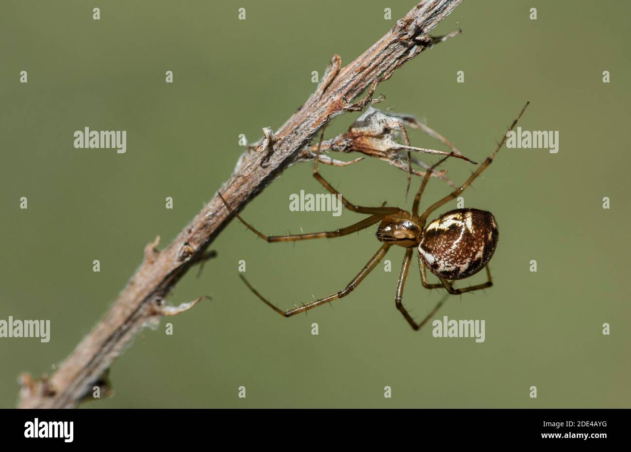 Females of the common canopy spider (Linyphia triangularis) from the ...