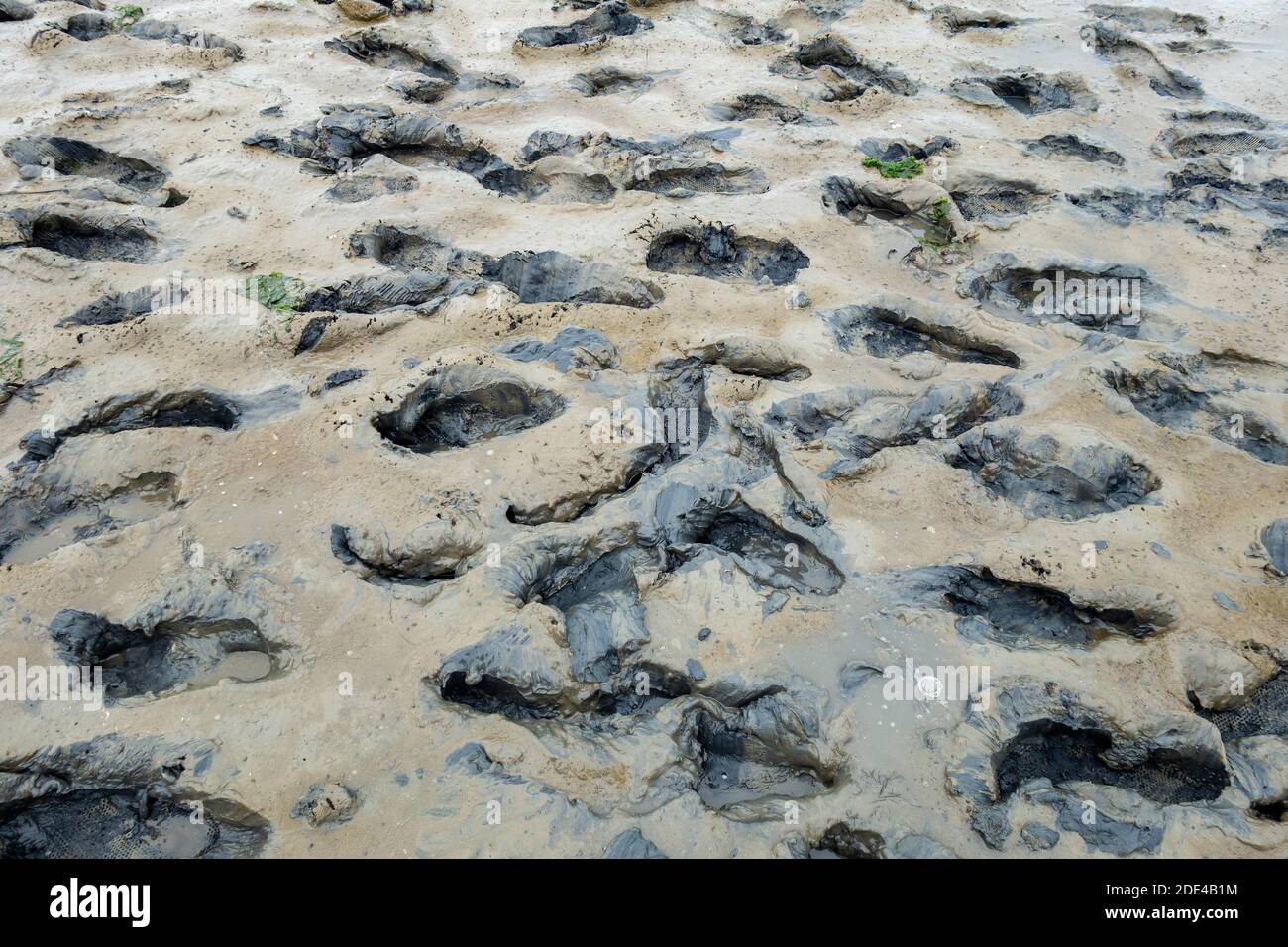 Mudflat dry hi-res stock photography and images - Alamy