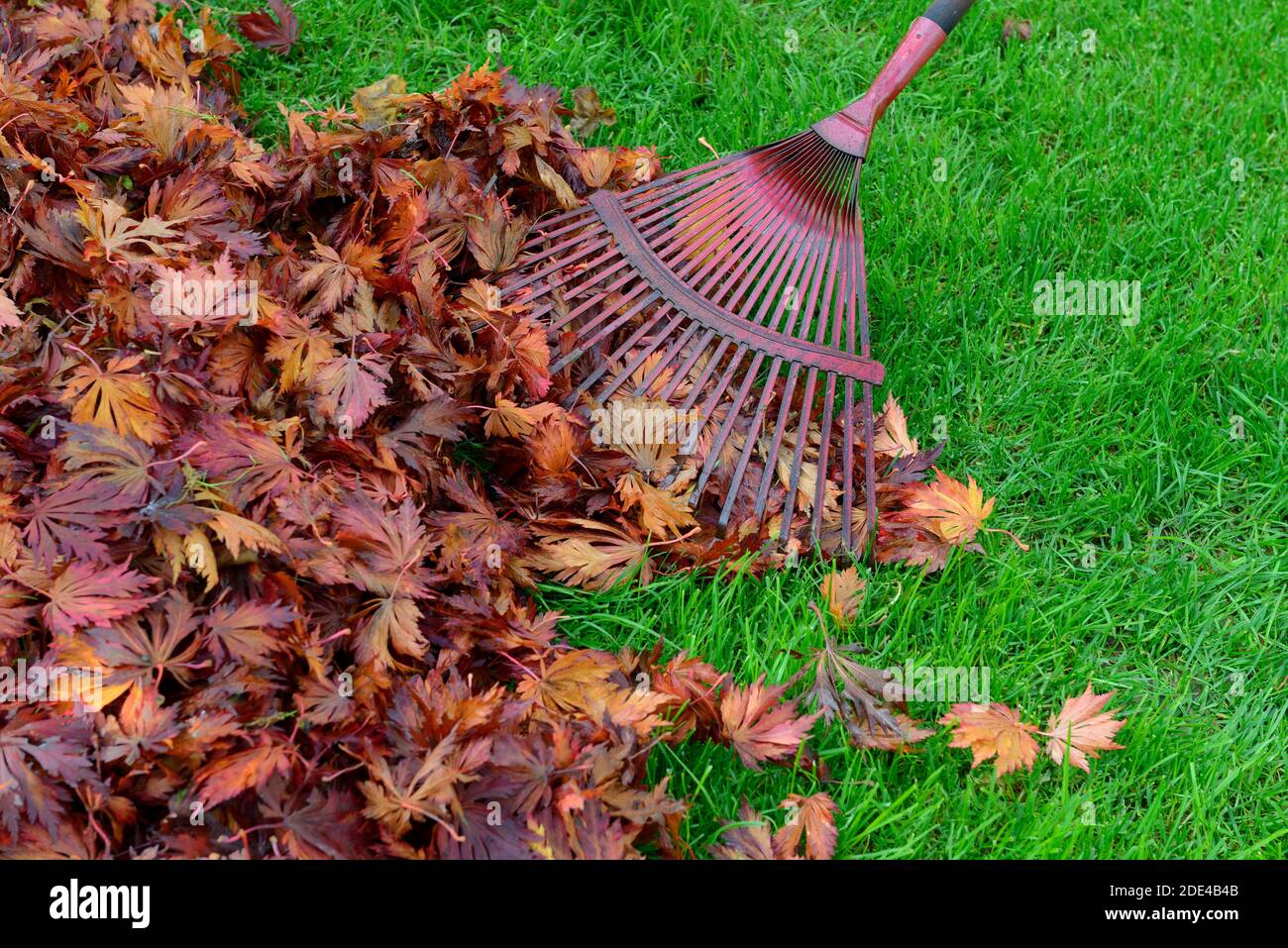 Gardener leaf hi-res stock photography and images - Alamy