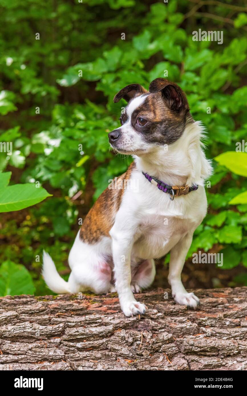 Dog trunk hi-res stock photography and images - Alamy