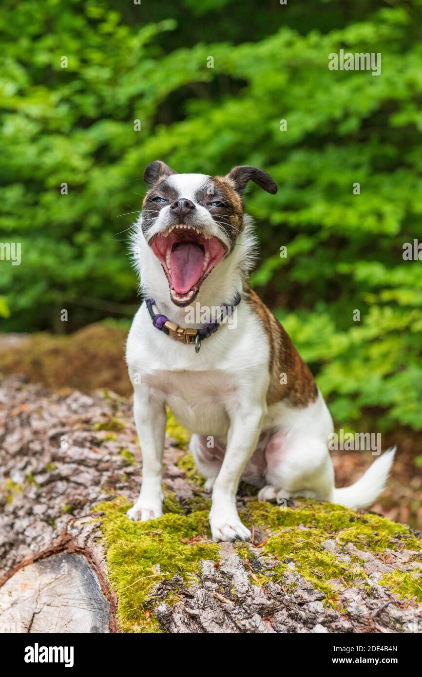 Dog sitting by tree hi-res stock photography and images - Alamy