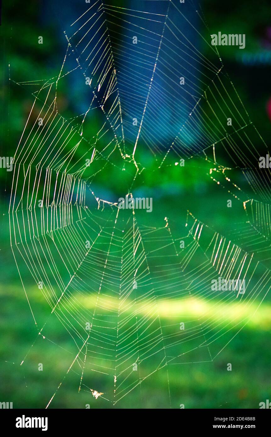 Spider Web in Summer, Eastern, MA Stock Photo - Alamy