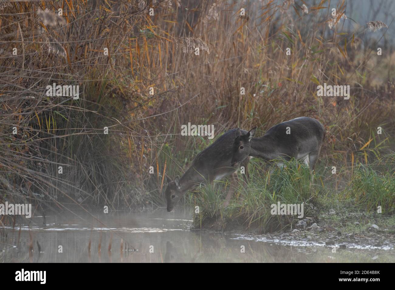 Fallow deer cows (Dama dama), light fog, near water, Danube floodplains ...