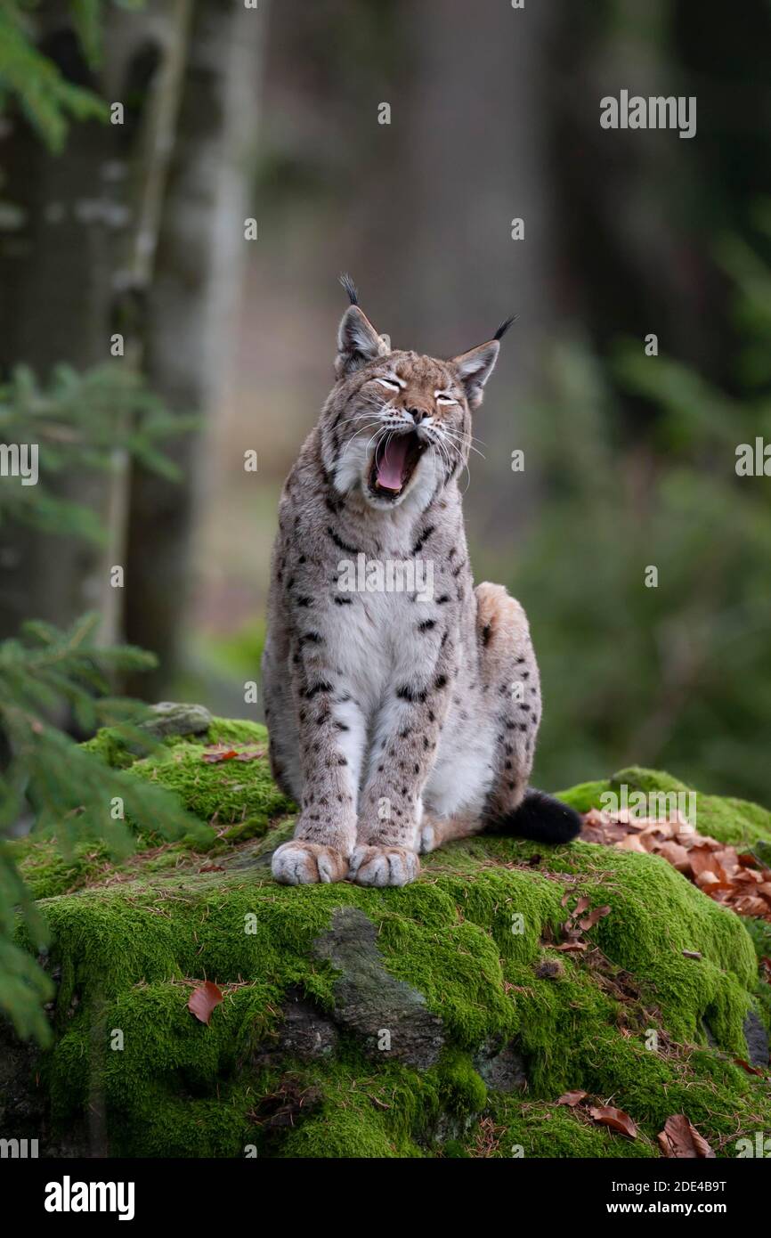 Lynx yawning hi-res stock photography and images - Alamy