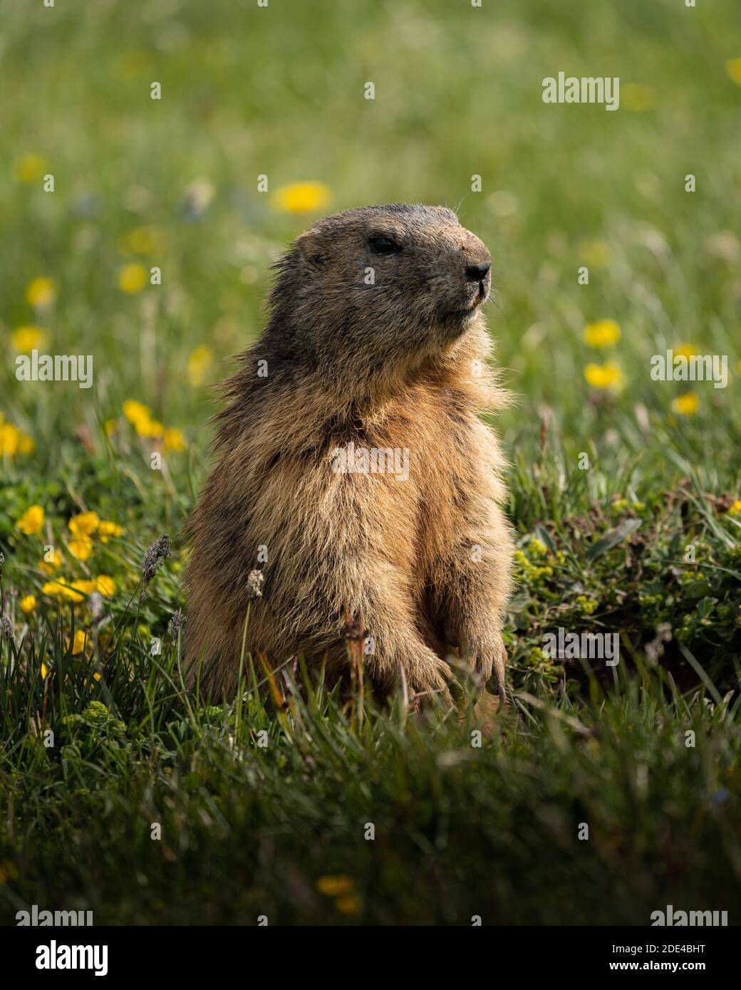 Lawn rodent, Seceda, South Tyrol, Italy Stock Photo - Alamy