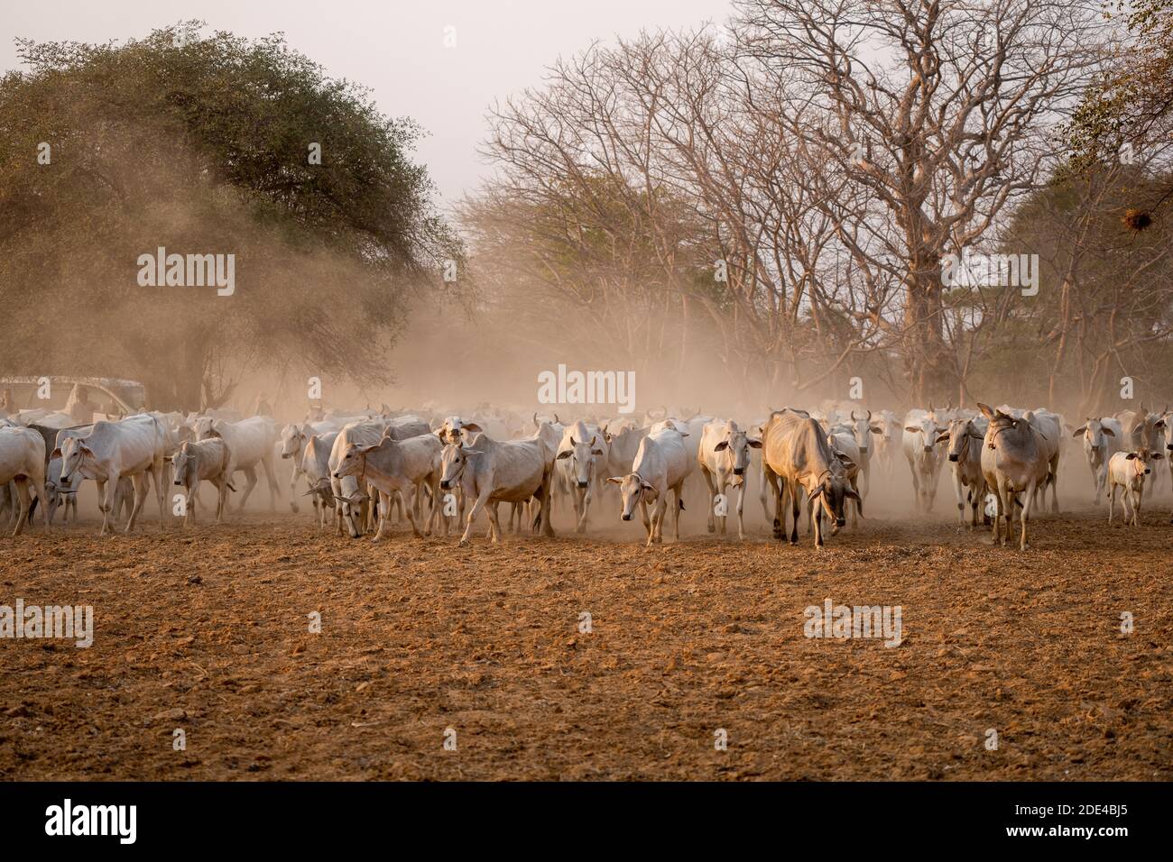 Myanmar cattle hi-res stock photography and images - Alamy