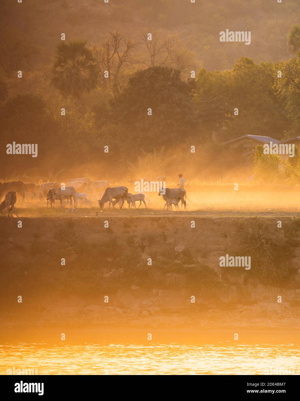 Burmese cattle hi-res stock photography and images - Alamy
