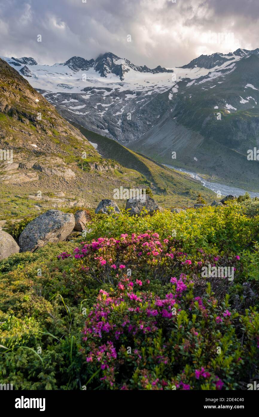 Evening mood, pink alpine roses in front of mountains on the Berliner ...