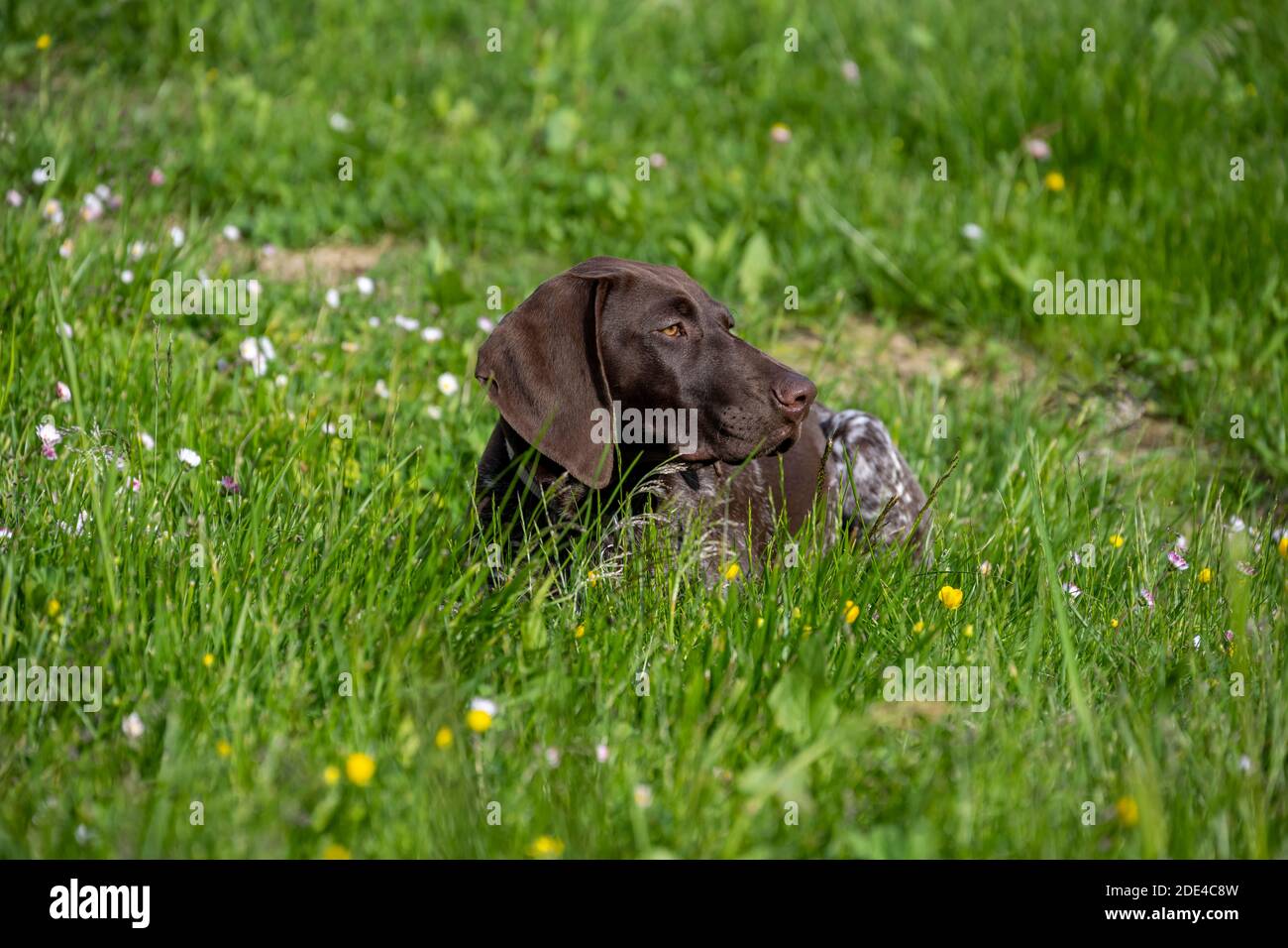 French pointer, Braque francais, dog lies in meadow, Austria Stock ...