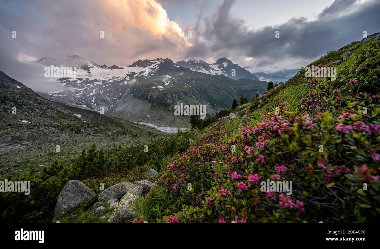 Alpine roses in the mountains hi-res stock photography and images - Alamy