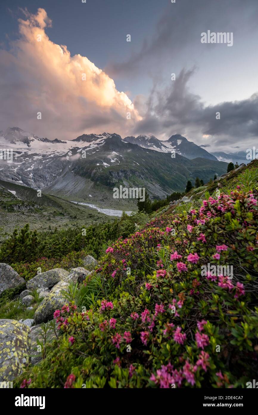 Alpine roses in the mountains hi-res stock photography and images - Alamy