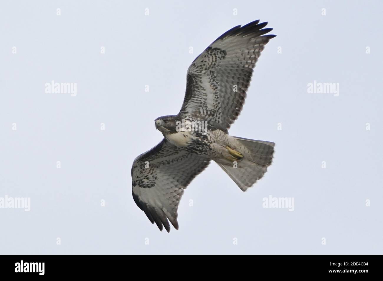 Red Tailed hawk living in small town flying Stock Photo - Alamy