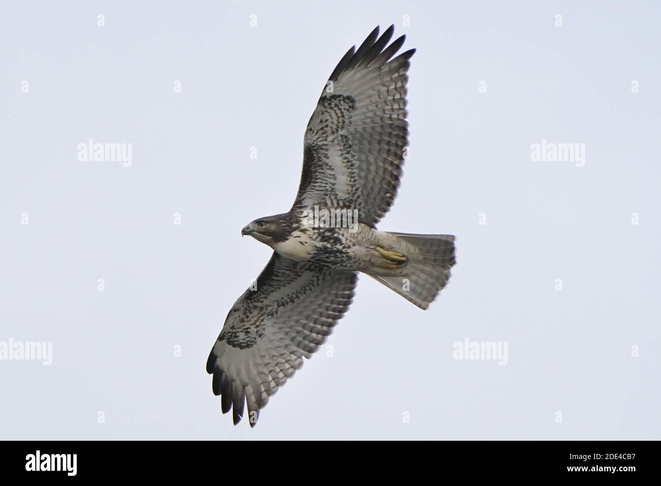 Mantling High Resolution Stock Photography and Images - Alamy