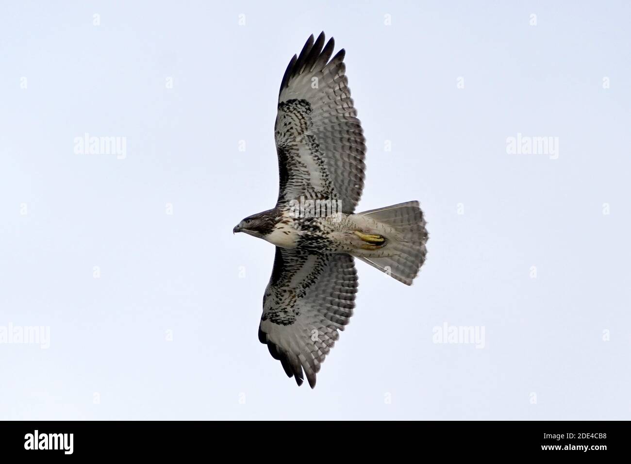 Red tailed hawk on the ground hi-res stock photography and images - Alamy