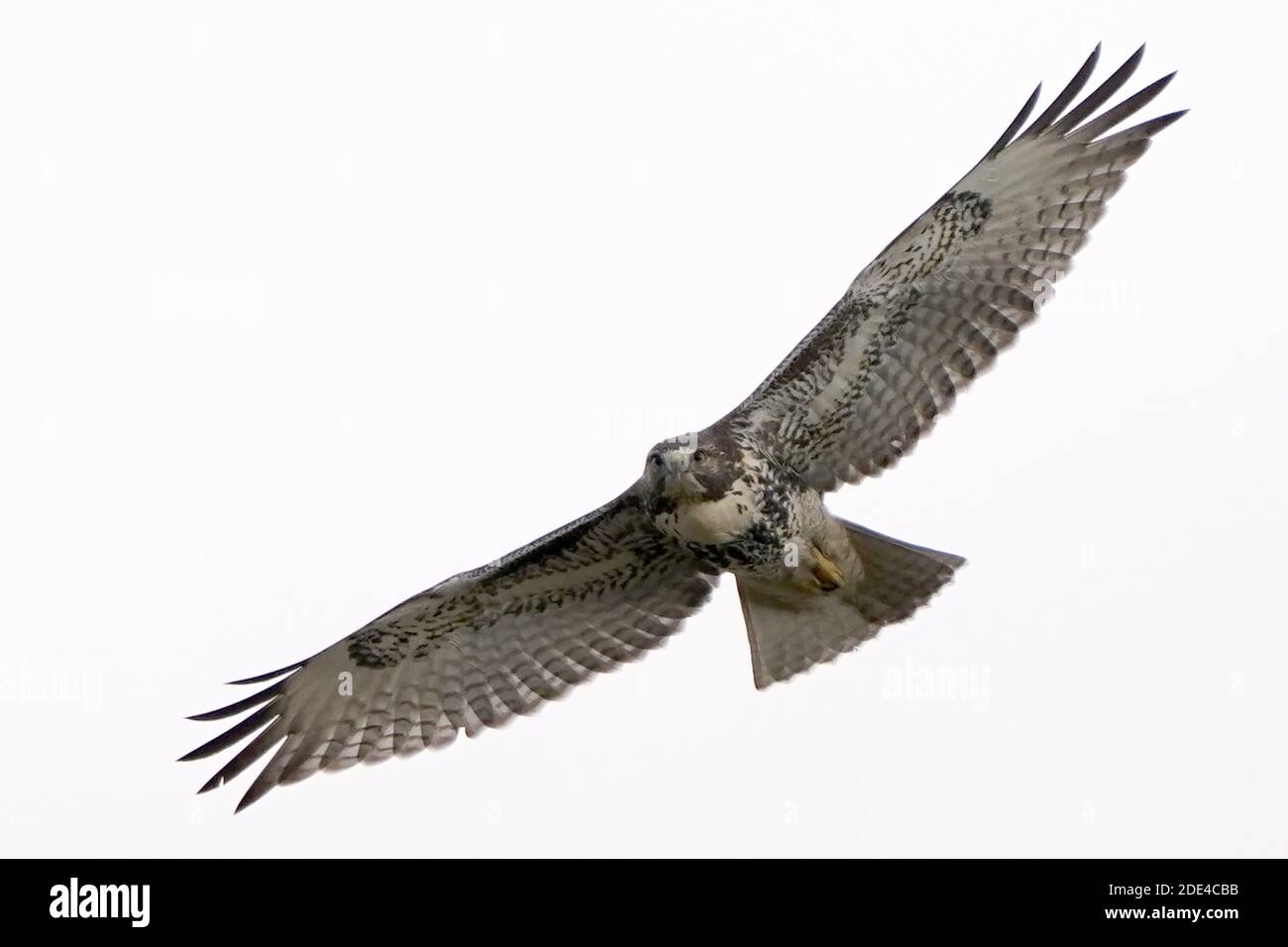 Red Tailed hawk living in small town flying Stock Photo - Alamy
