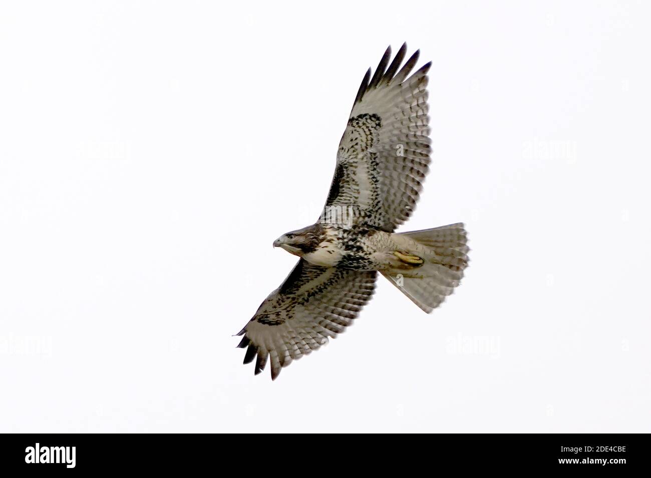 Red Tailed hawk living in small town flying Stock Photo - Alamy