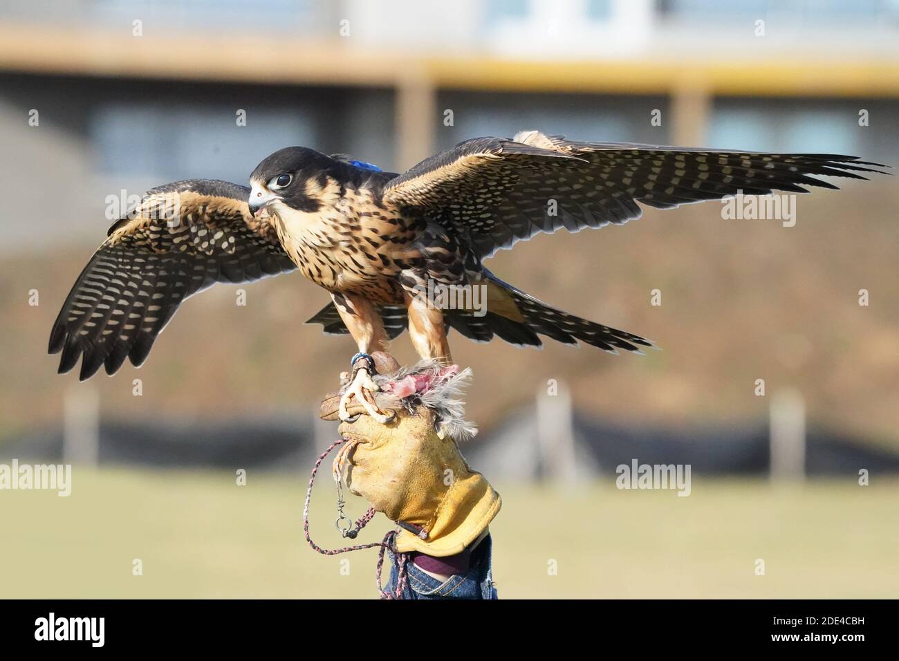 Peregrine falcon cross in flight demos Stock Photo - Alamy