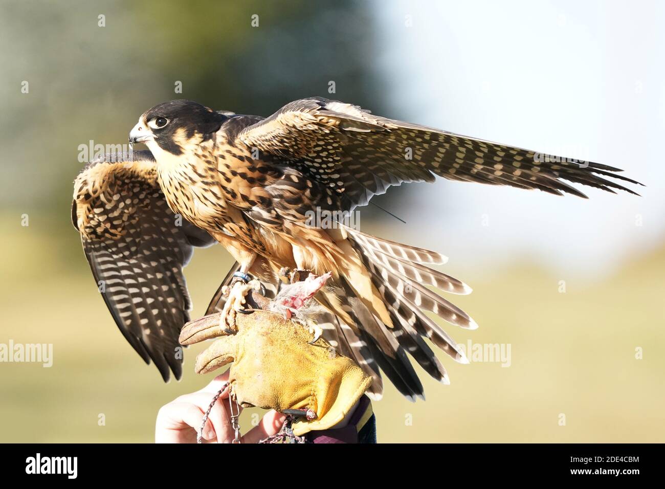 Peregrine falcon cross in flight demos Stock Photo - Alamy