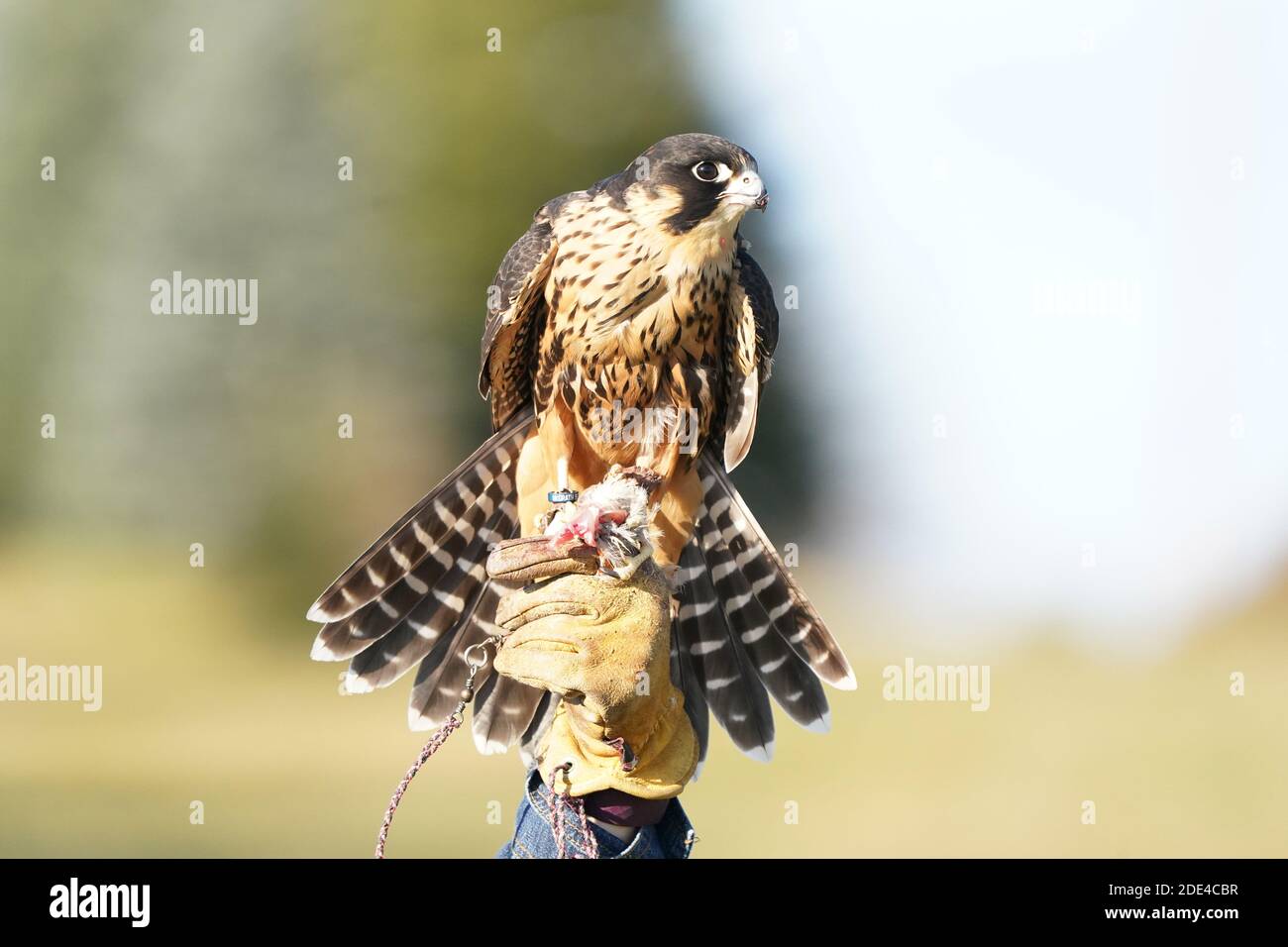 Peregrine falcon cross in flight demos Stock Photo - Alamy