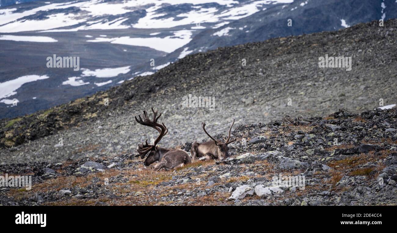 Jotunheimen national park reindeer hi-res stock photography and images ...