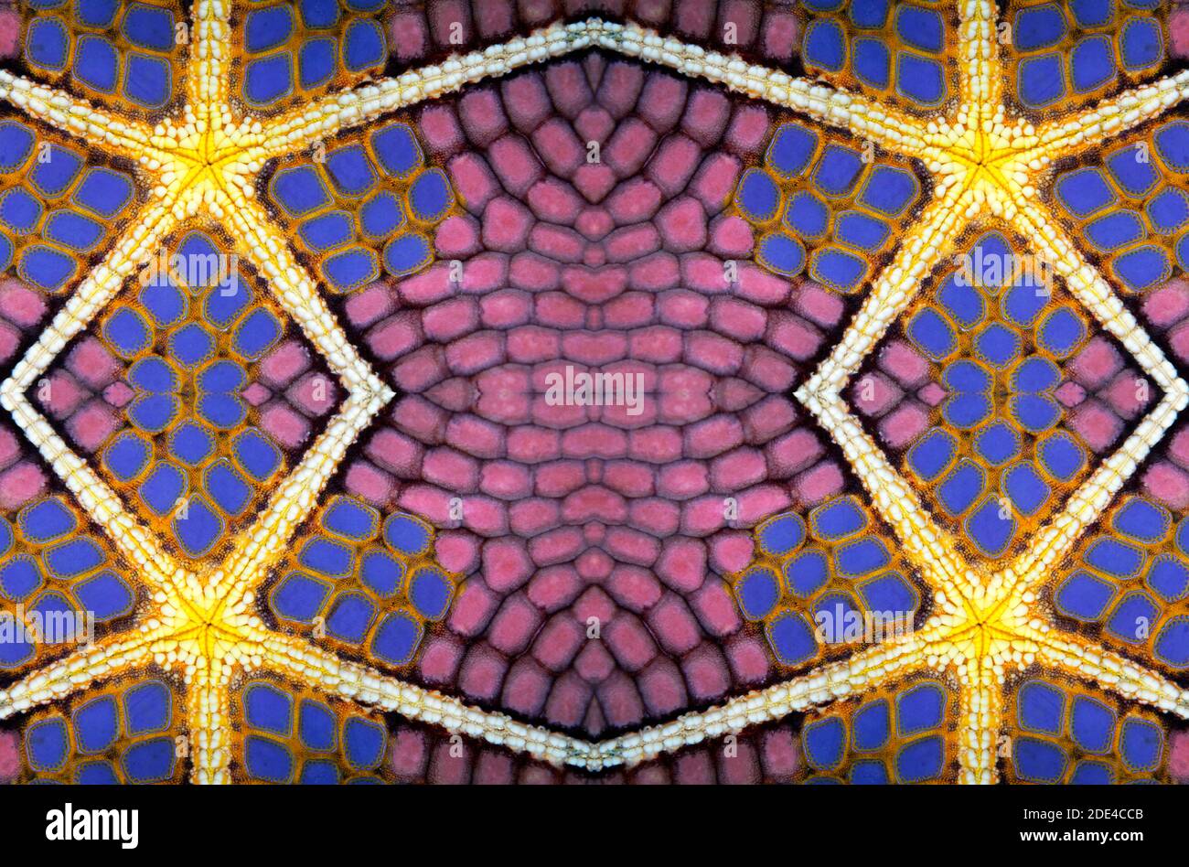 PHOTOMONTURE, Graphic structure on underside of Red Pillow Starfish ...