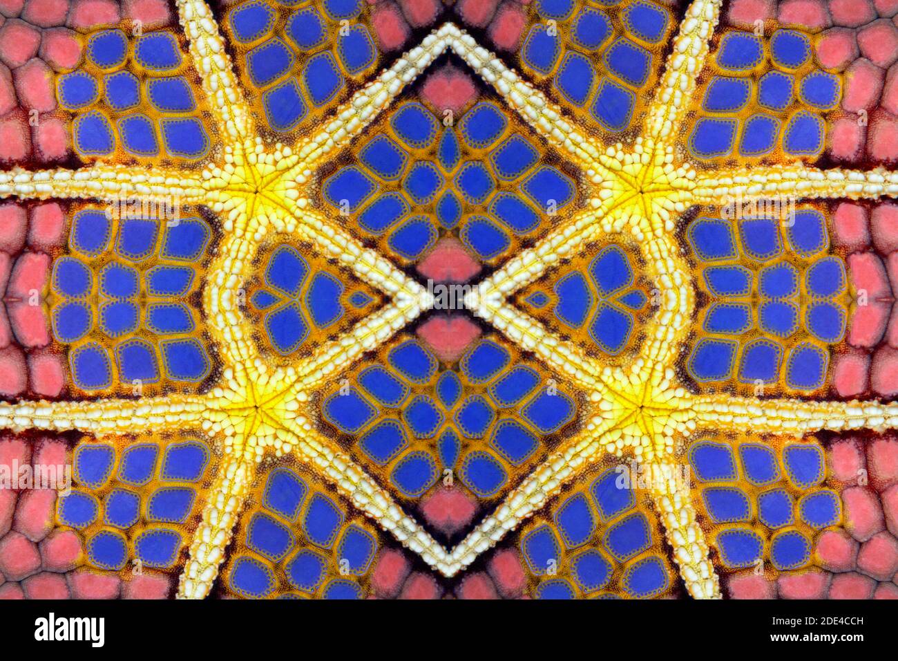 Indian ocean starfish hi-res stock photography and images - Alamy