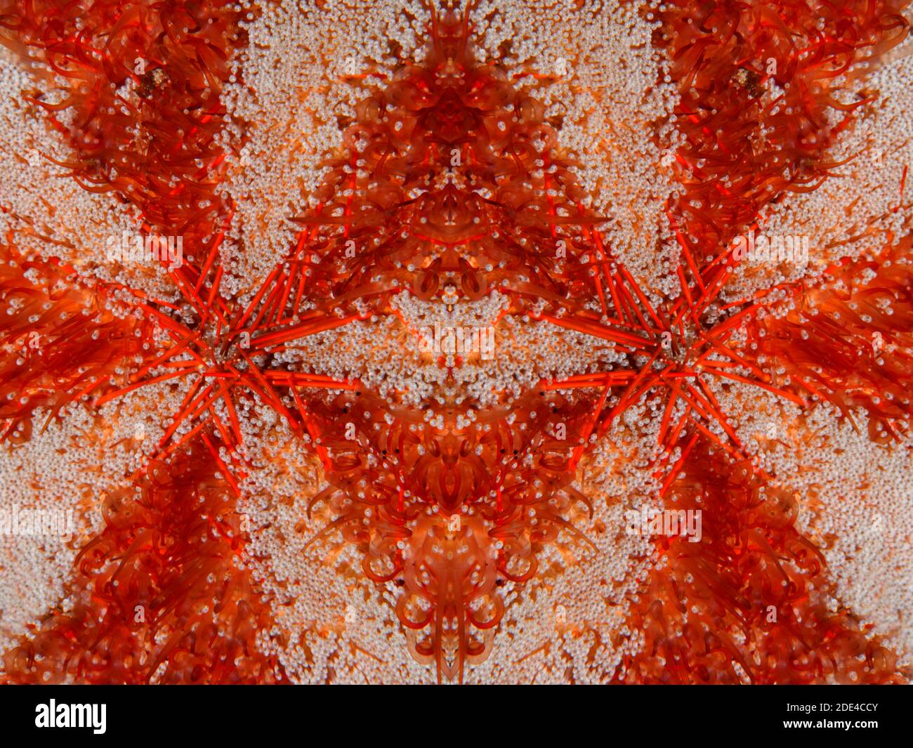 PHOTOMONTAGE, Graphic detail, Parson hat sea urchin (Tripneustes ...