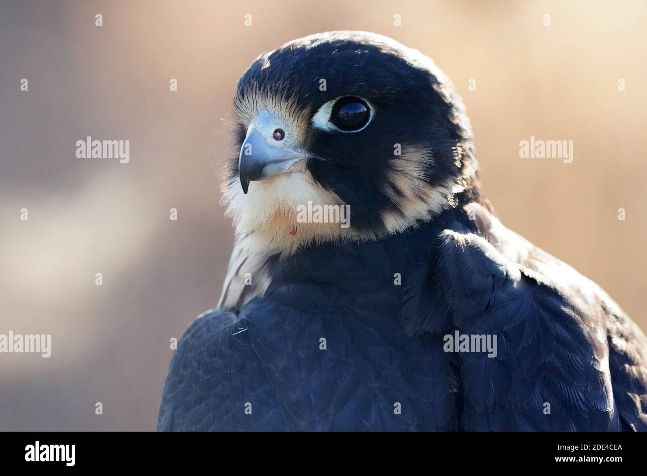 Peregrine falcon cross in flight demos Stock Photo - Alamy