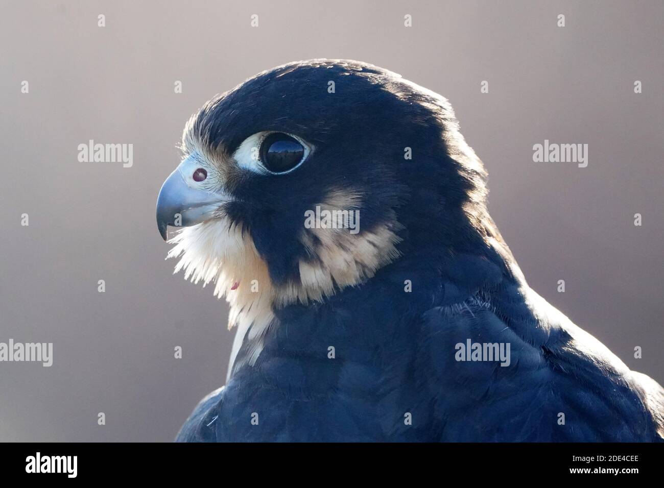 Blood rushing to head hi-res stock photography and images - Alamy