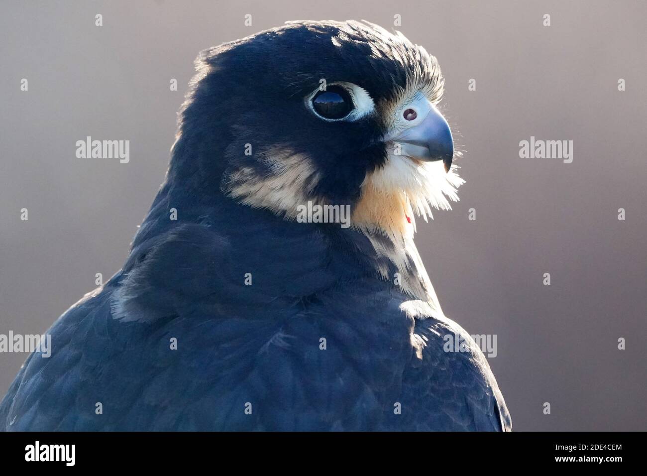 Peregrine falcon cross in flight demos Stock Photo - Alamy