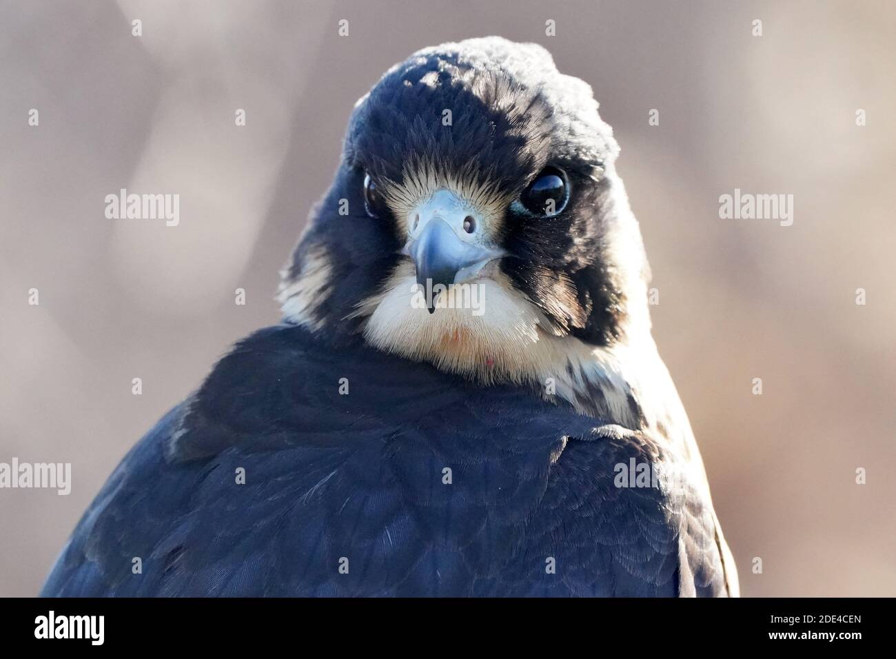 Peregrine falcon cross in flight demos Stock Photo - Alamy