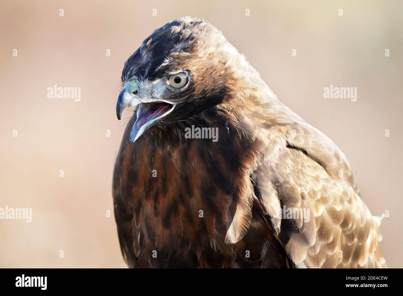 Red Tailed Hawk Stock Photo - Alamy