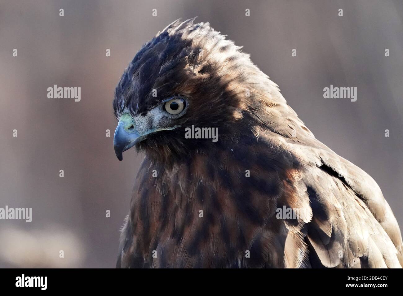 Red Tailed hawk brown morph Stock Photo - Alamy
