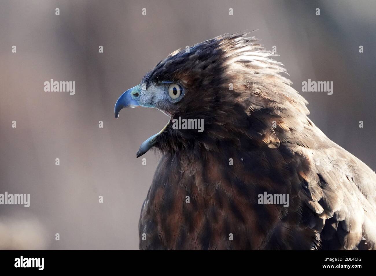 Red Tailed hawk brown morph Stock Photo - Alamy