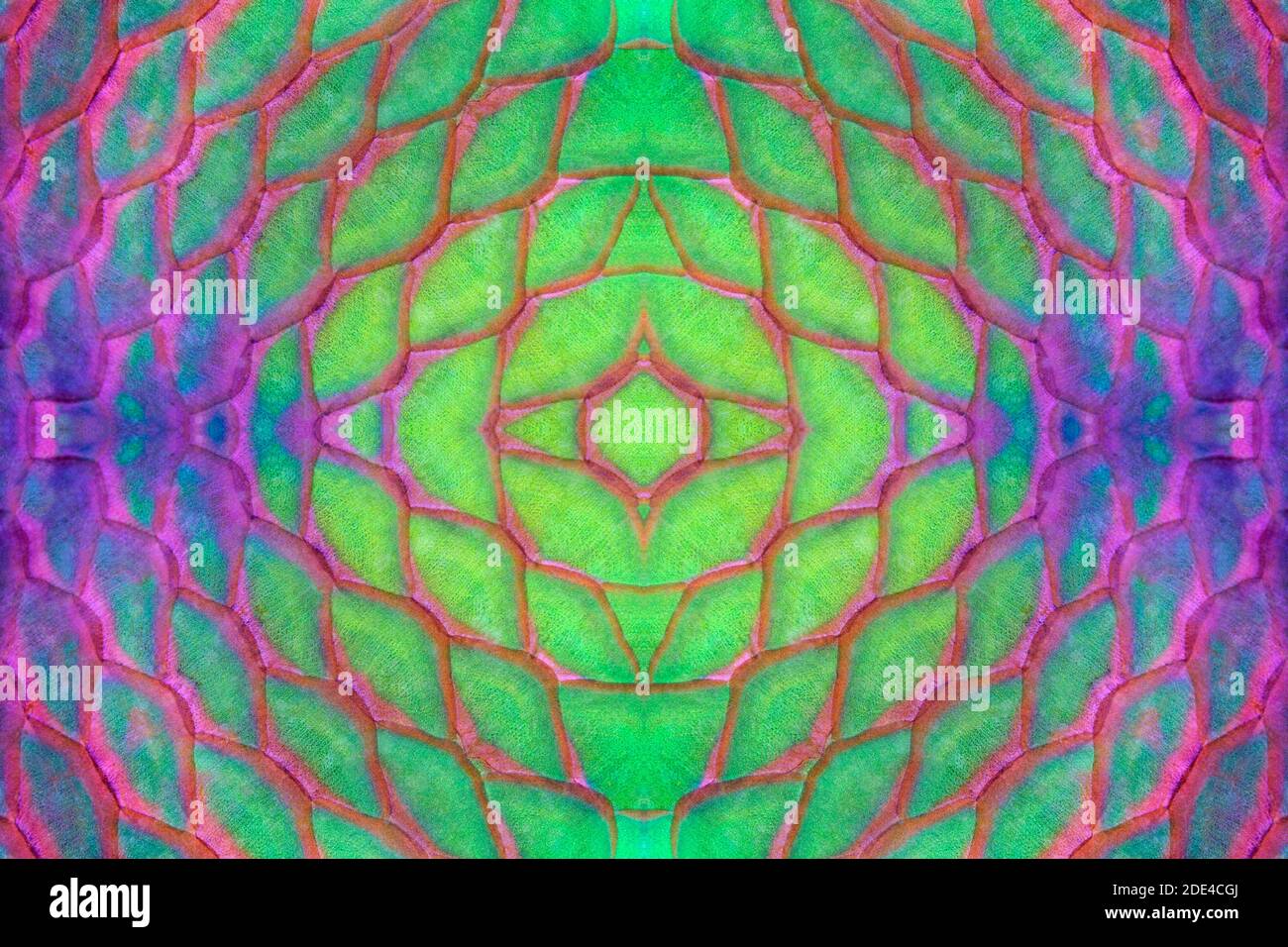 PHOTOMONTAGE, scales of rust head parrot fish (Scarus ferrugineus ...