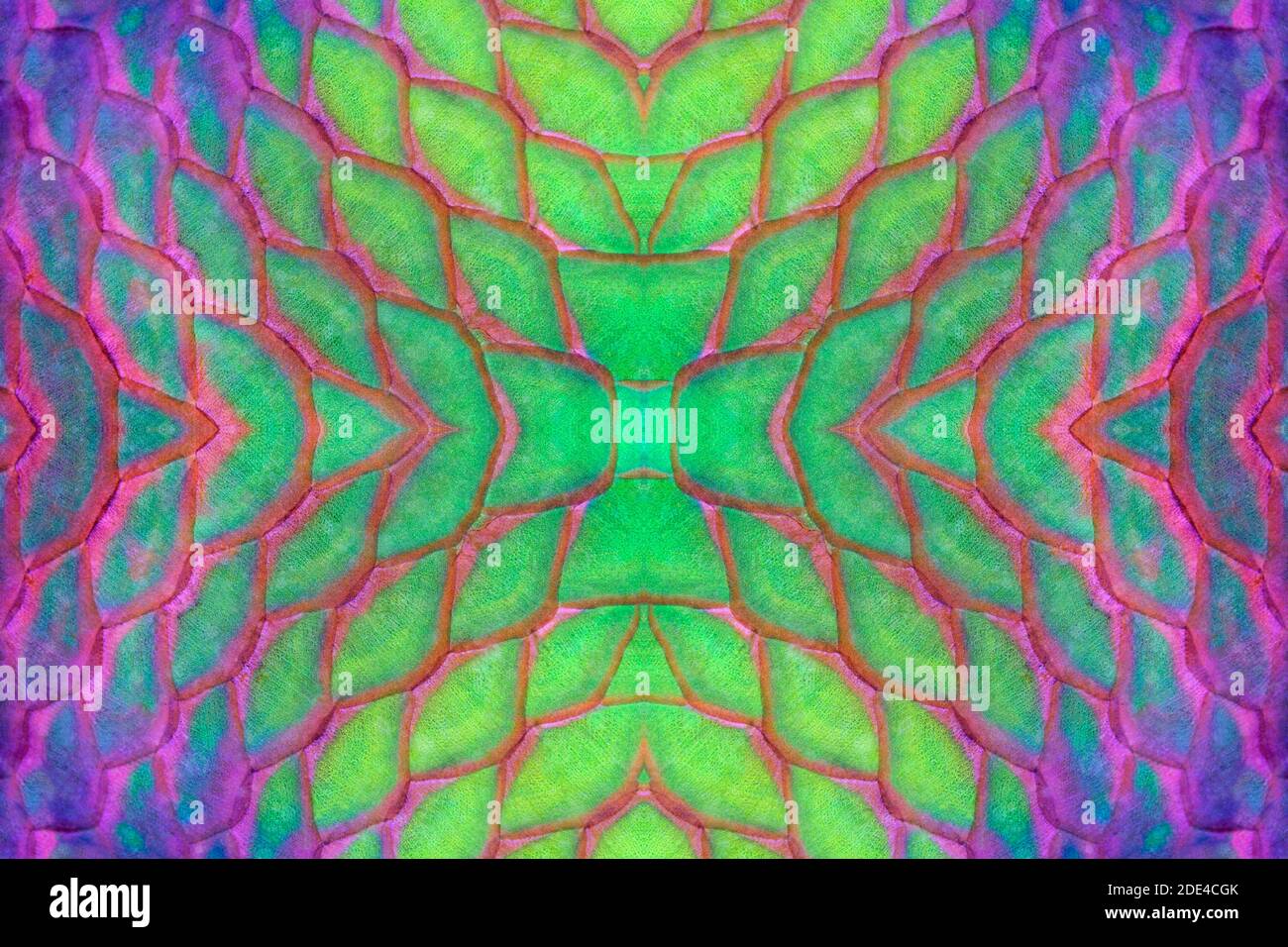 PHOTOMONTAGE, scales of rust head parrot fish (Scarus ferrugineus ...