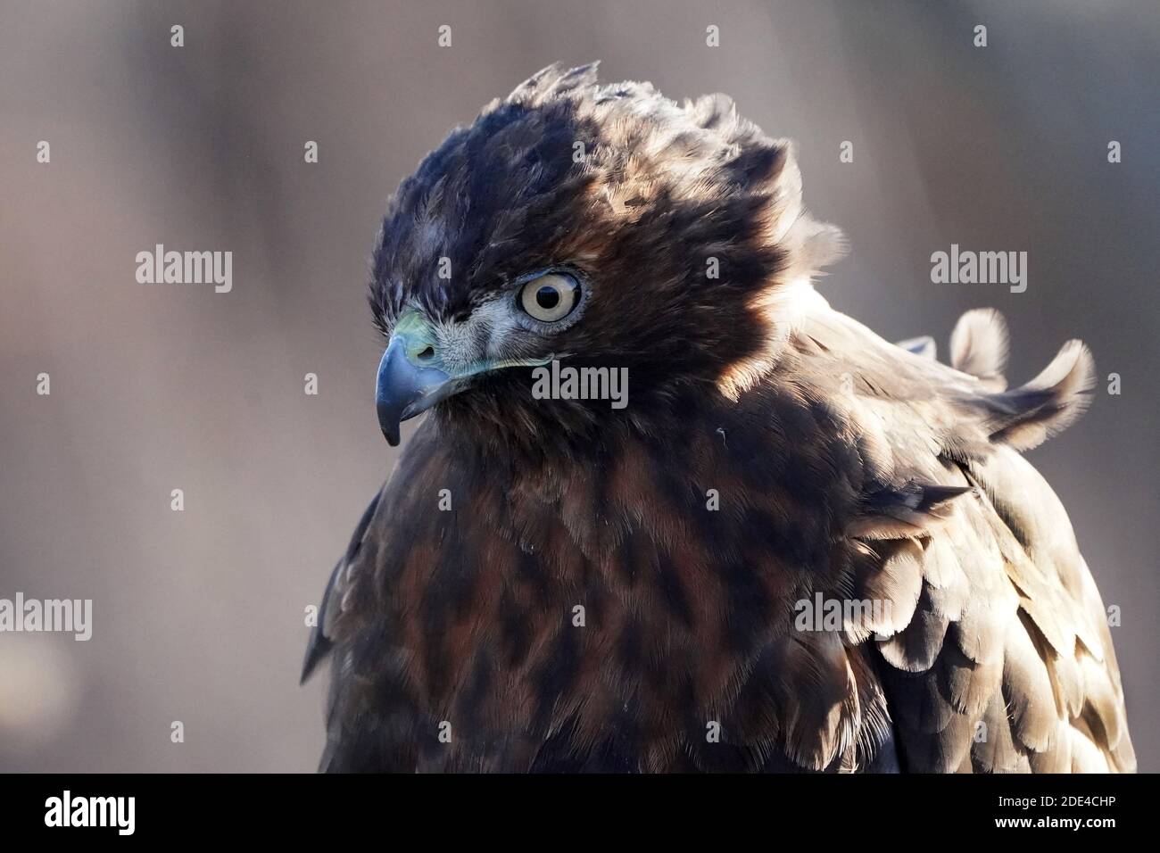Red Tailed hawk brown morph Stock Photo - Alamy