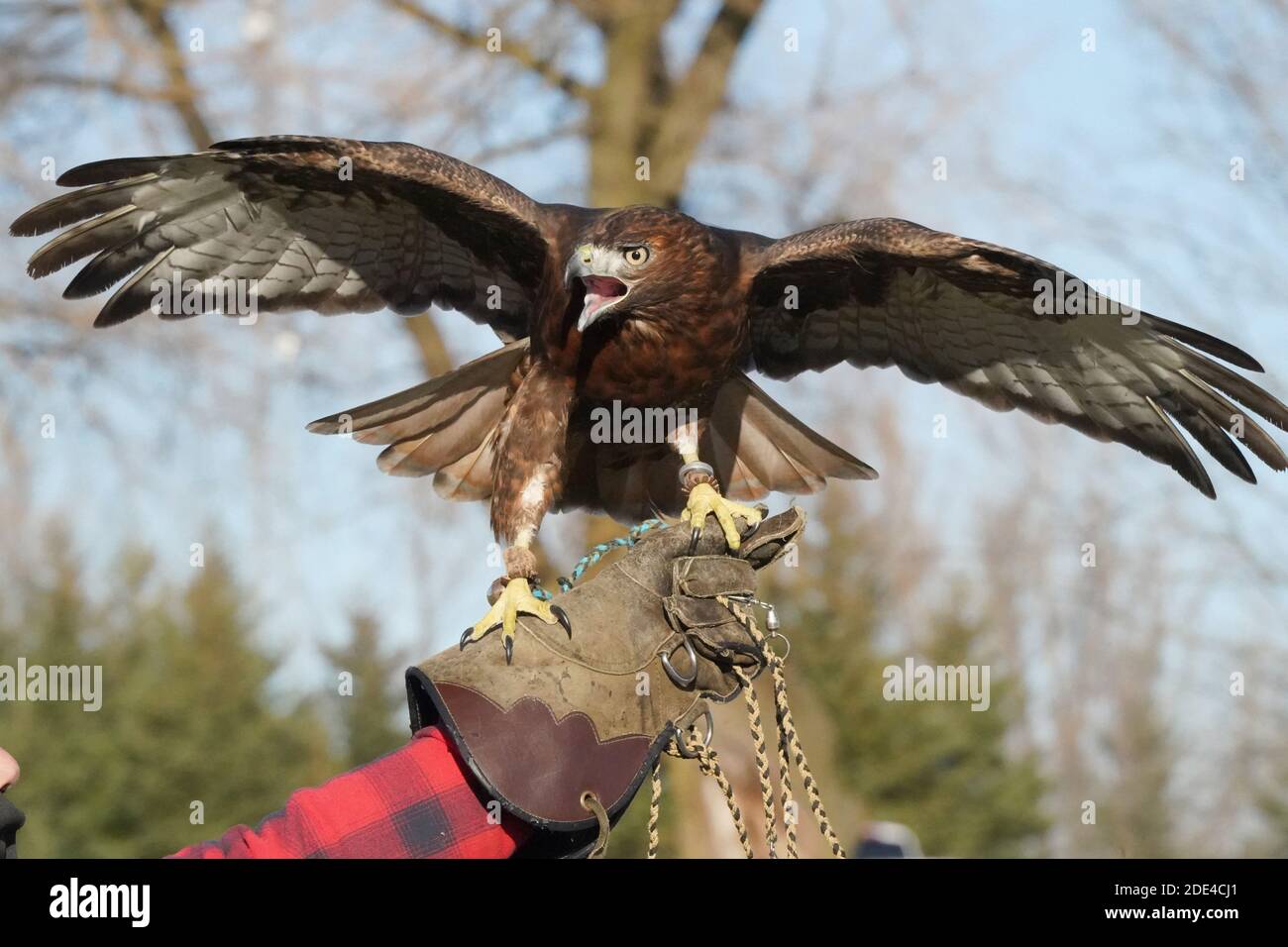 Puffing open wings hi-res stock photography and images - Alamy