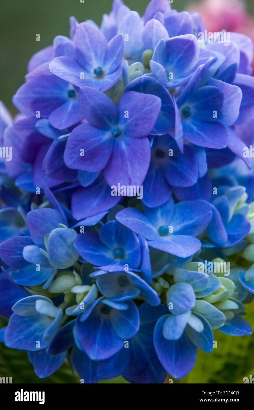 Hydranga garden hi-res stock photography and images - Alamy