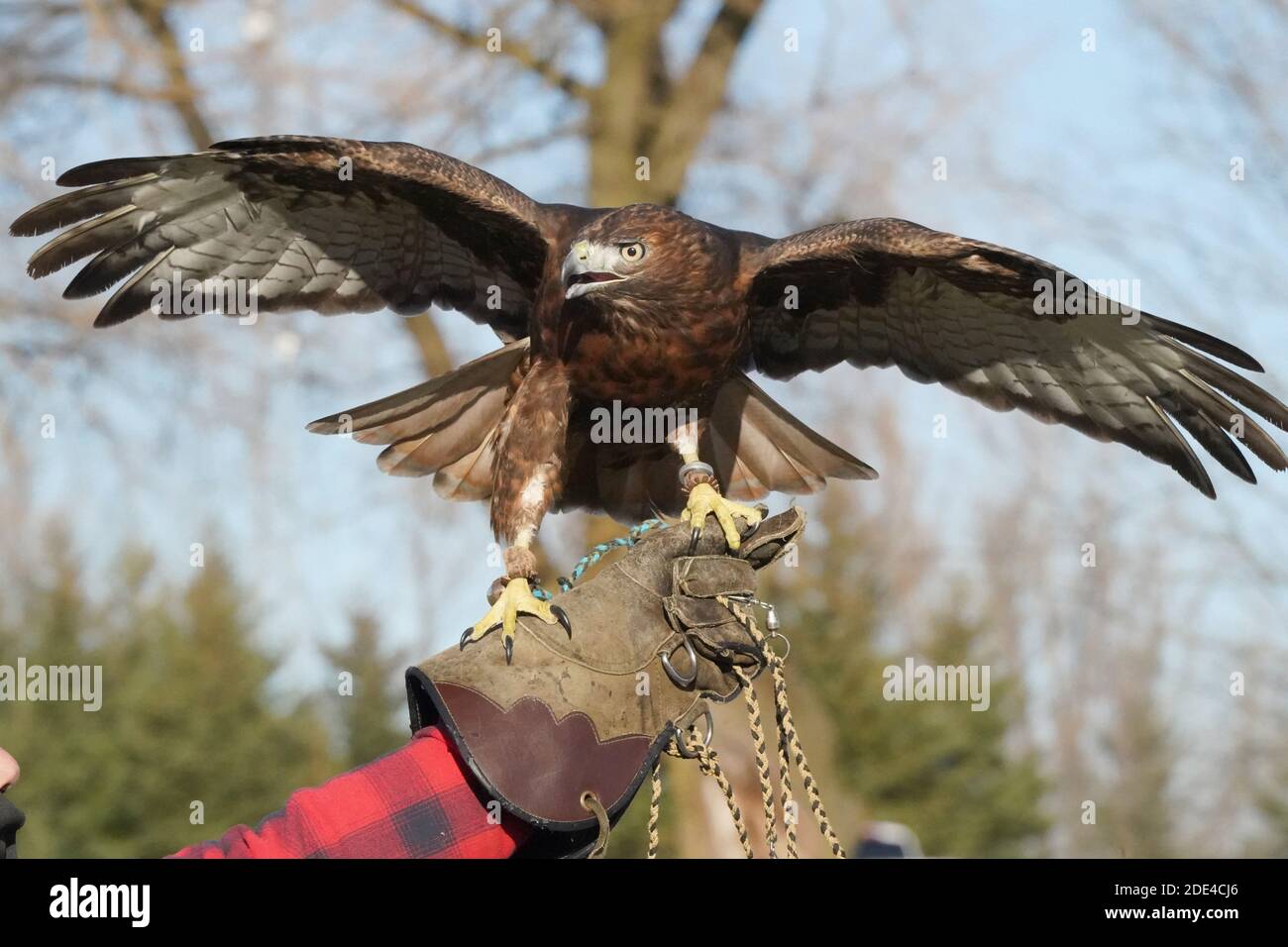 Red Tailed hawk brown morph Stock Photo - Alamy